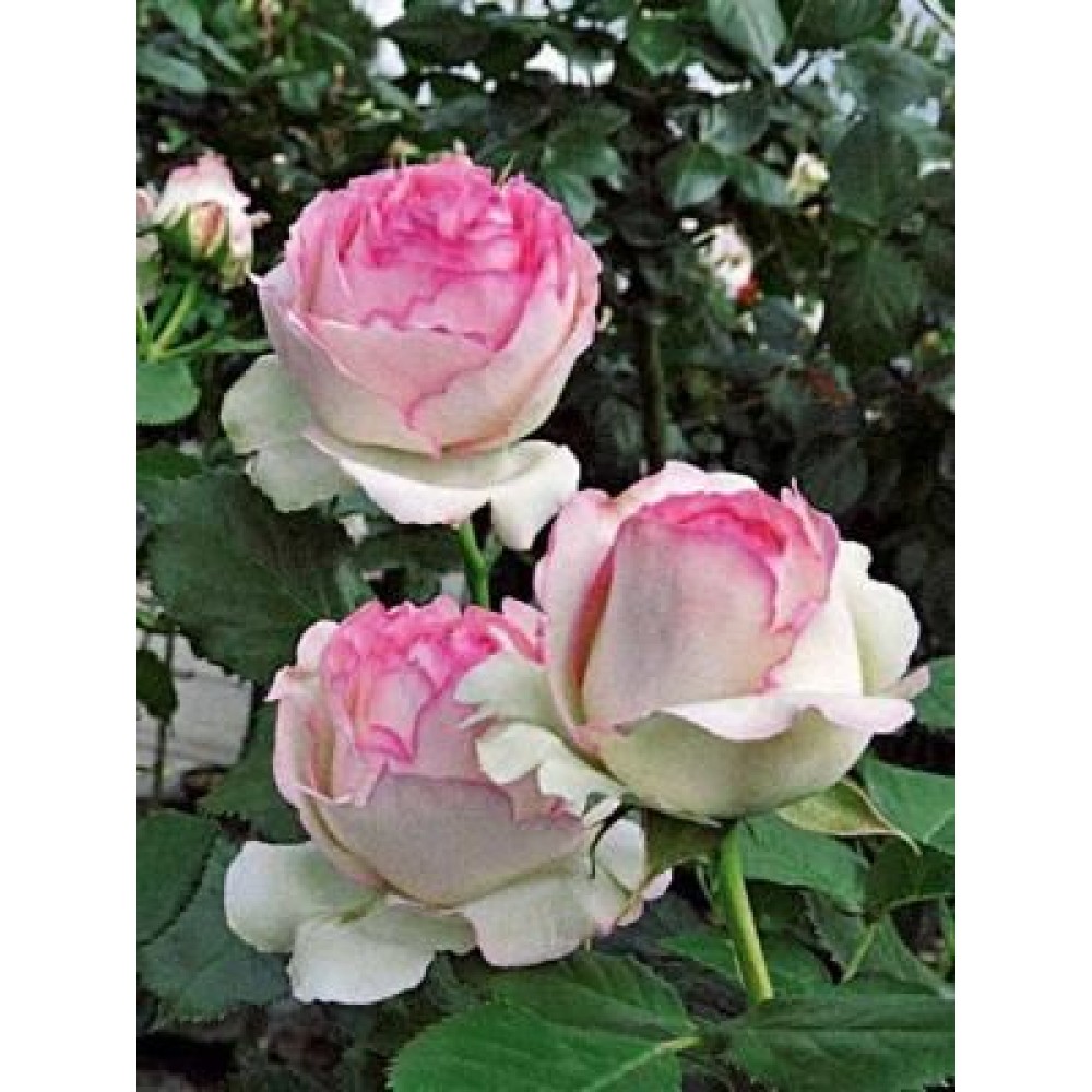 Cumpărați Trandafir catarator englez Eden Rose clasa AA la 120 MDL de ...