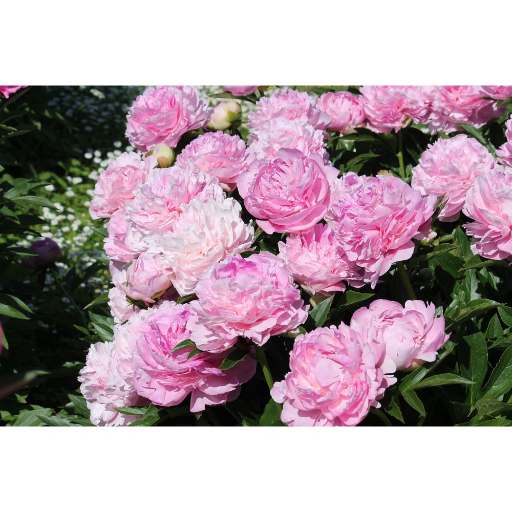 Cumpărați Bujor Susie Q radacina mica la 100 MDL de la producător