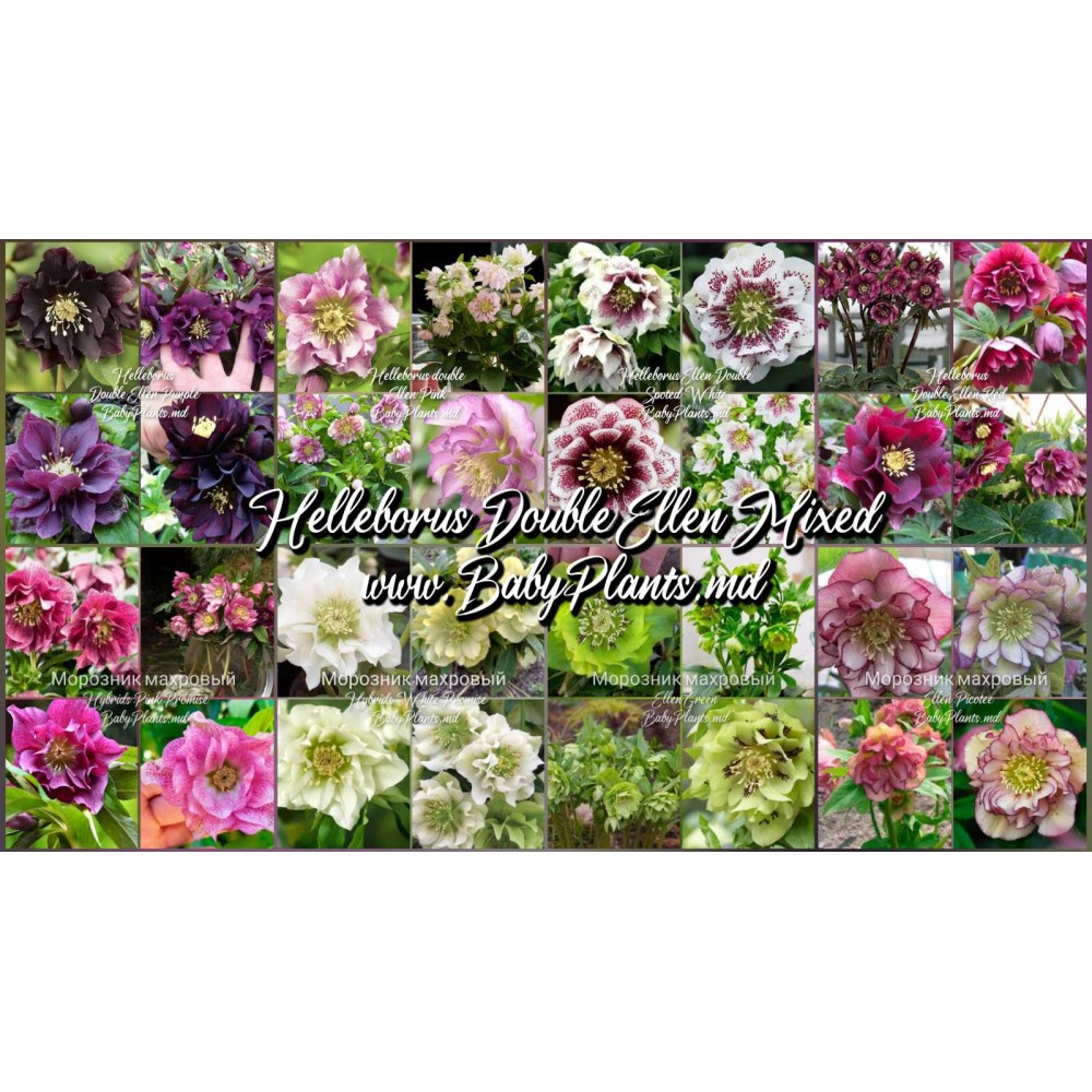 Cumpărați Helleborus Double Ellen Mixed la 257 MDL de la producător