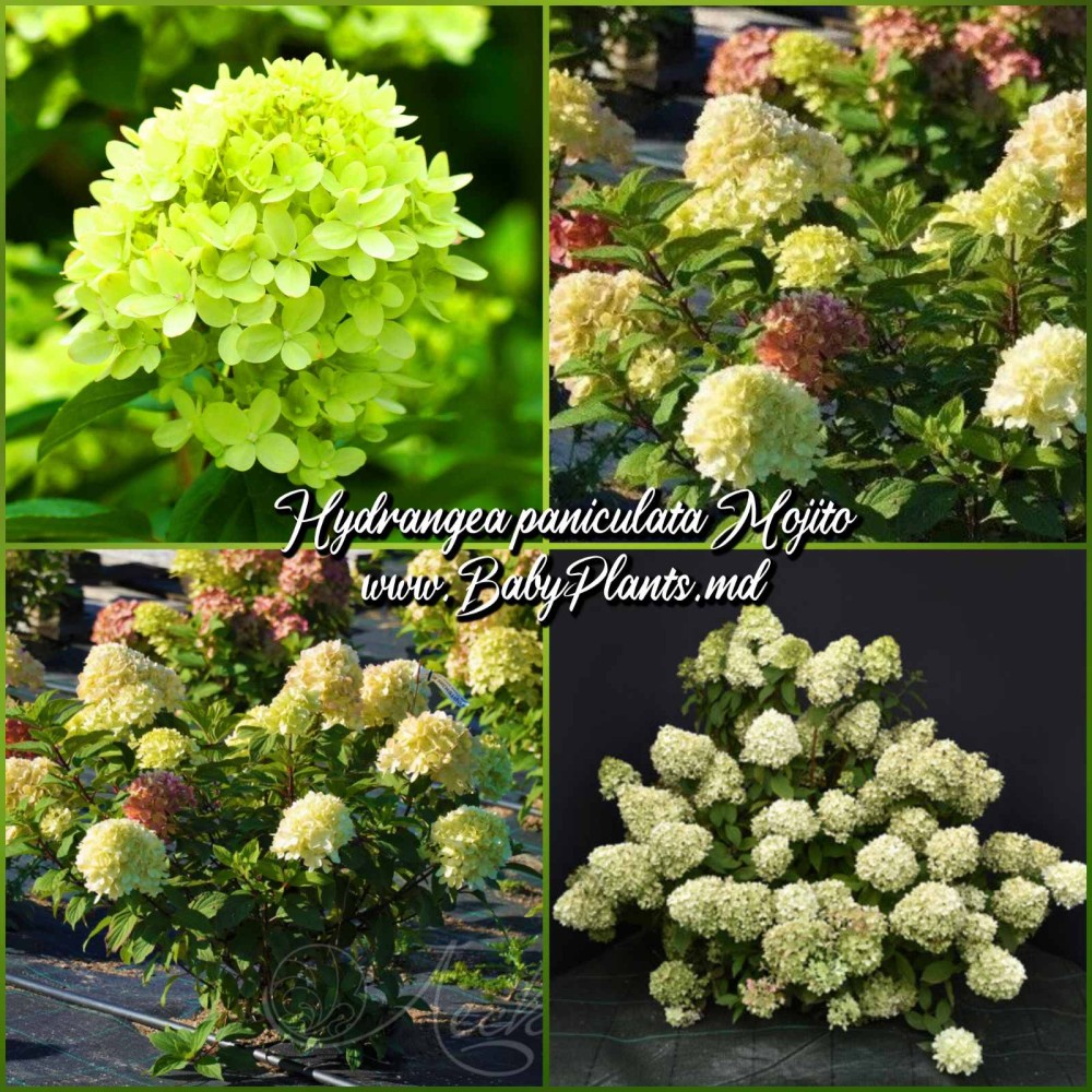 Cumpărați Hydrangea panic. MOJITO la 225 MDL de la producător