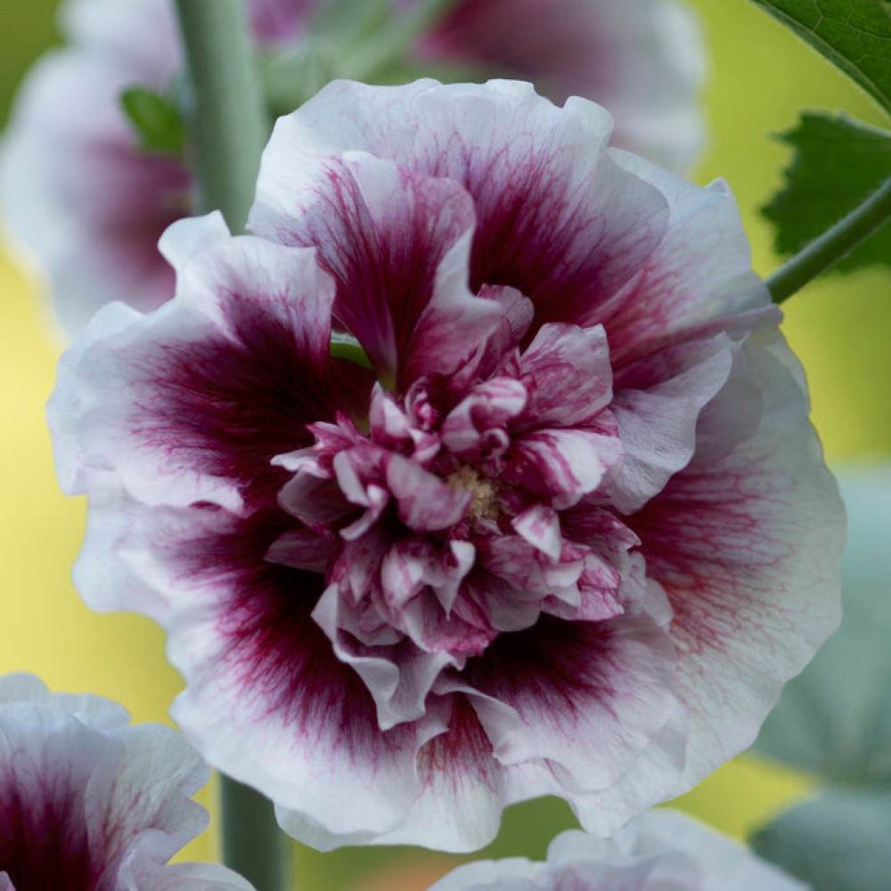 Cumpărați Alcea Double Alcea Cassis la 78 MDL de la producător