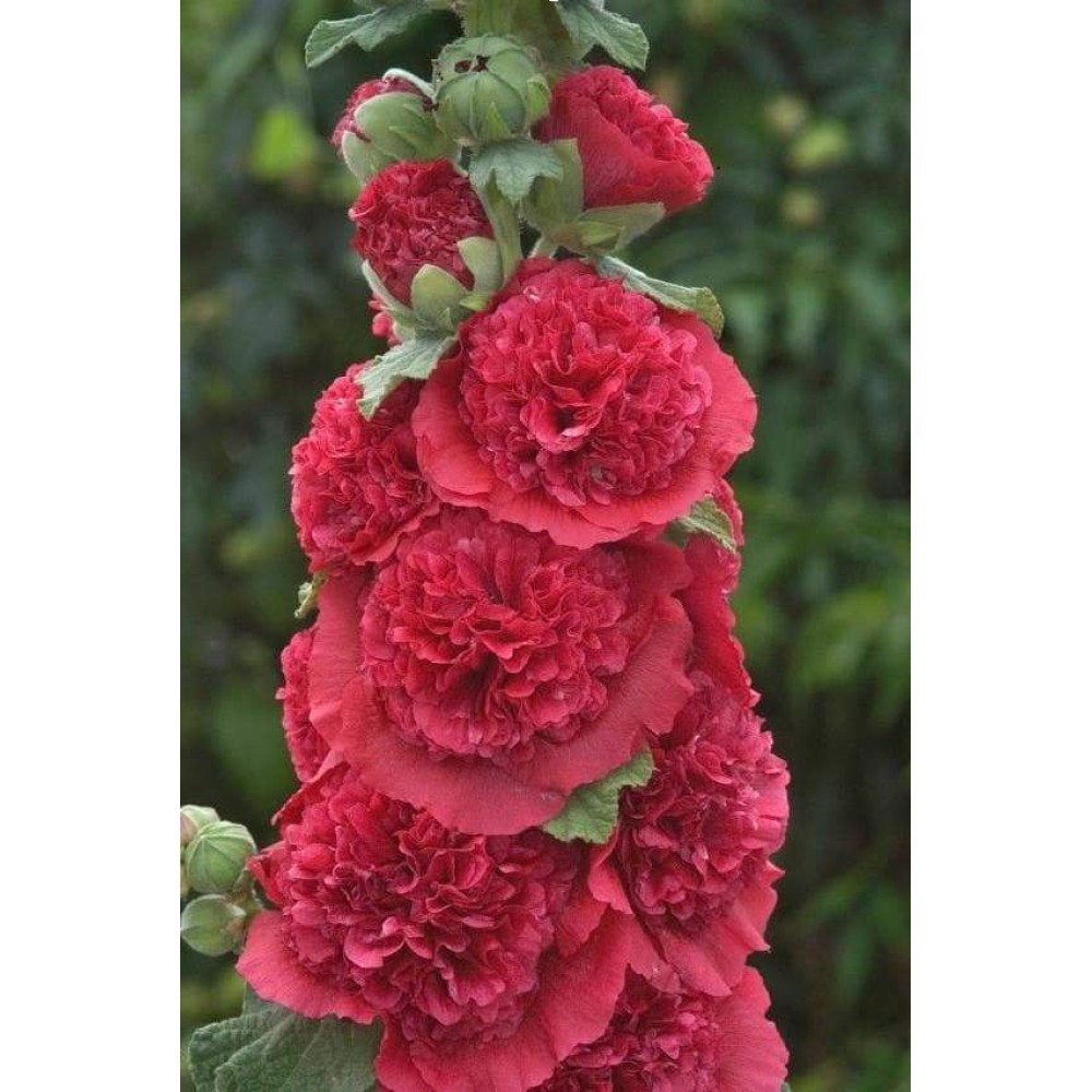 Cumpărați Alcea Double Alcea Red la 55 MDL de la producător