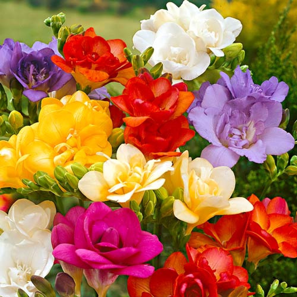 Cumpărați Freesia Double Mixed la 69 MDL de la producător