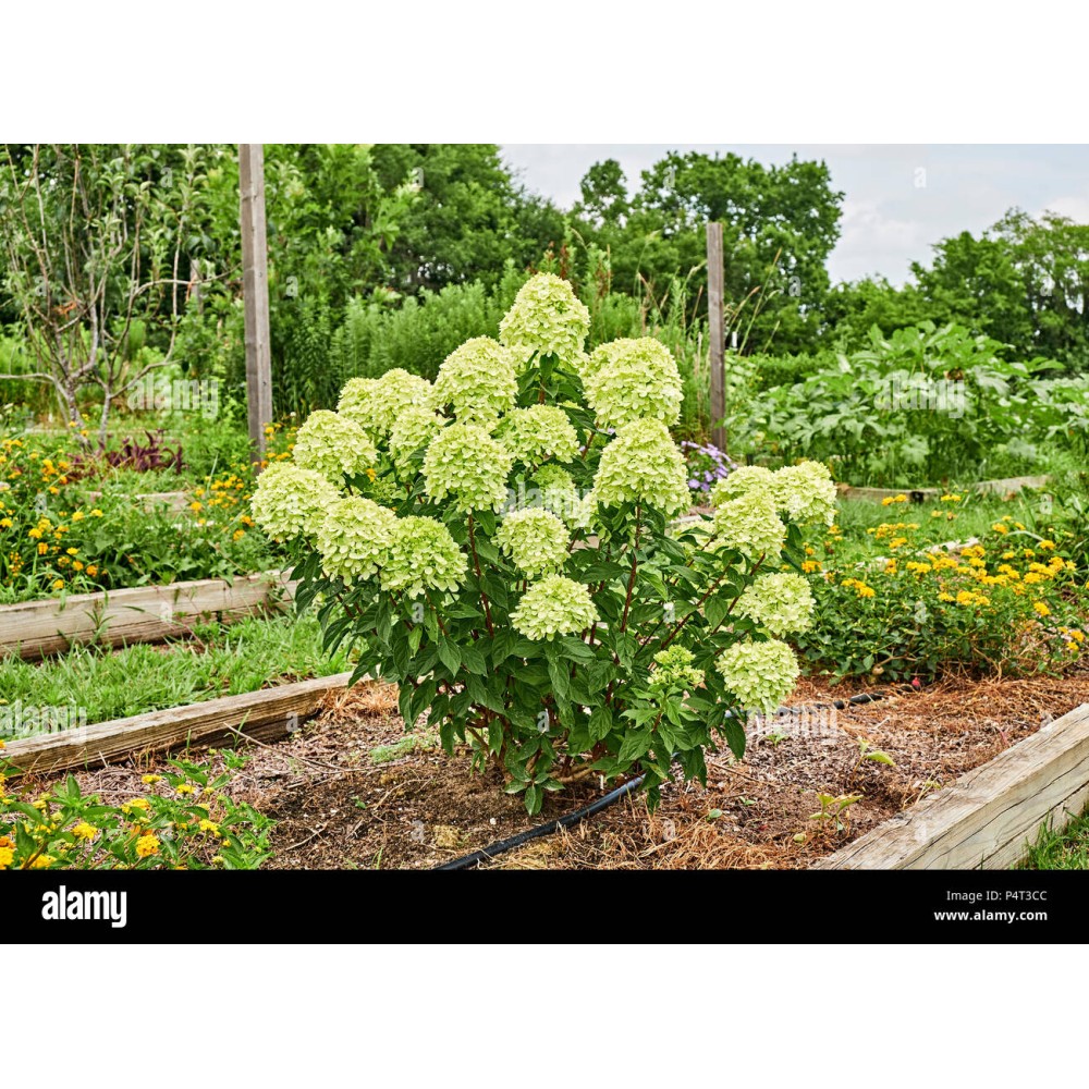 Cumpărați Hydrangea panic. MOJITO la 225 MDL de la producător