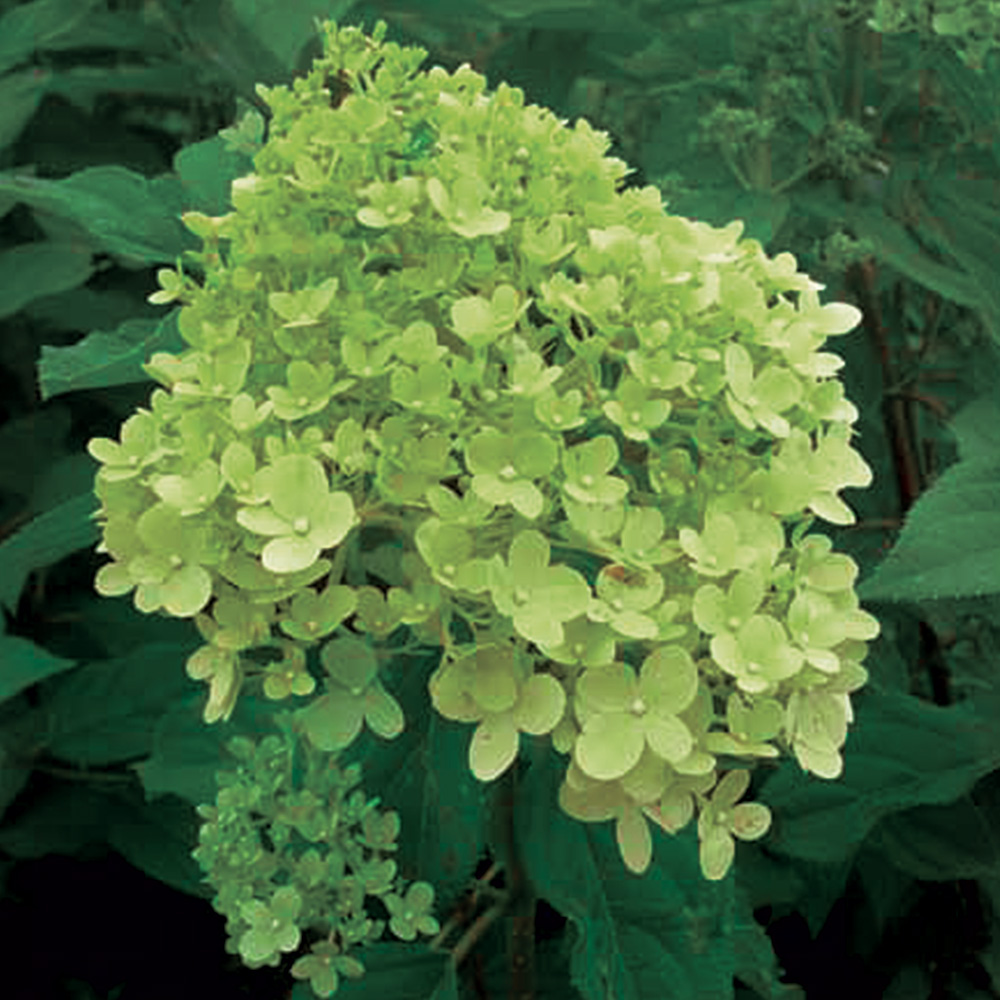 Cumpărați Hydrangea panic. MOJITO la 225 MDL de la producător