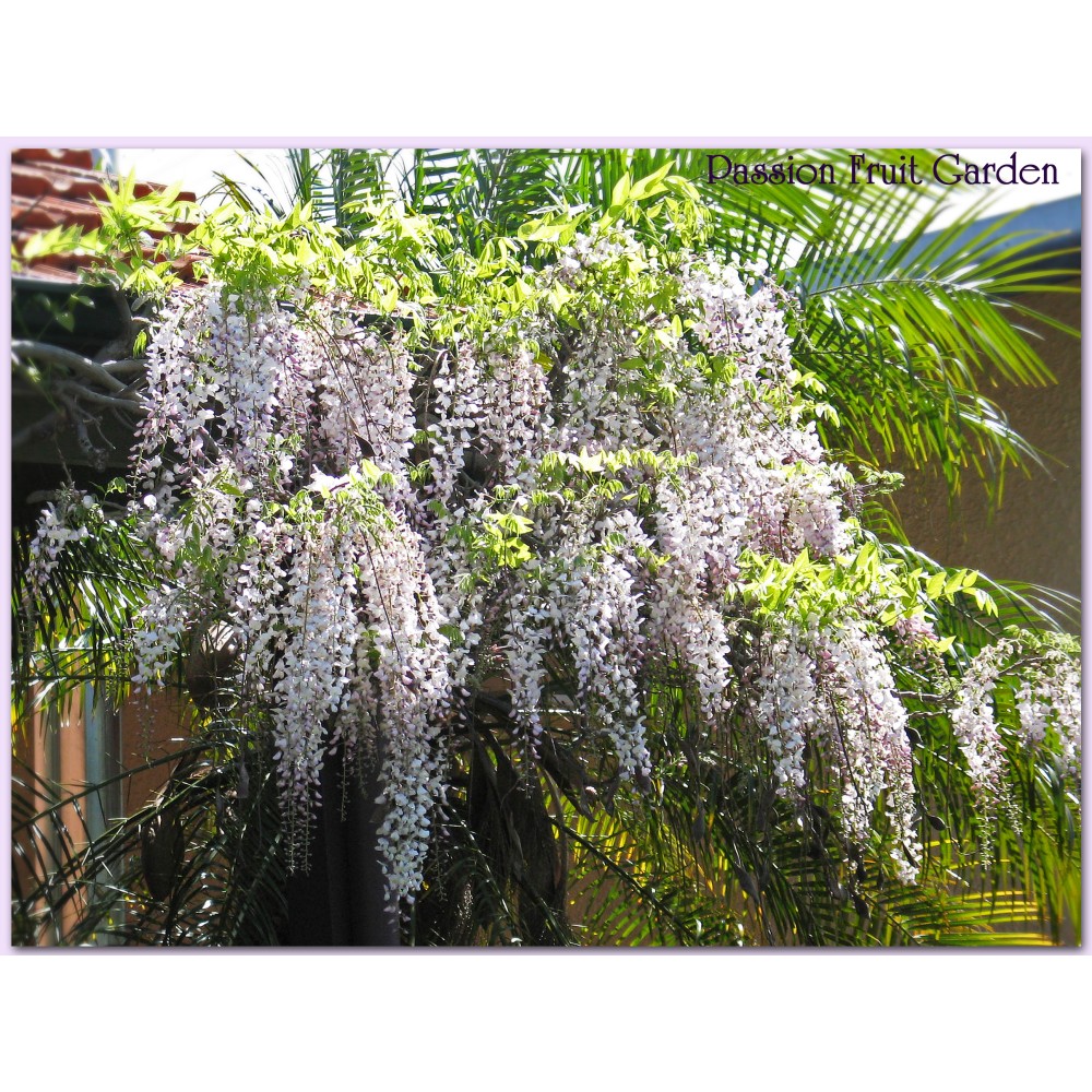 Cumpărați Wisteria floribunda Kuchi-beni la 305 MDL de la producător