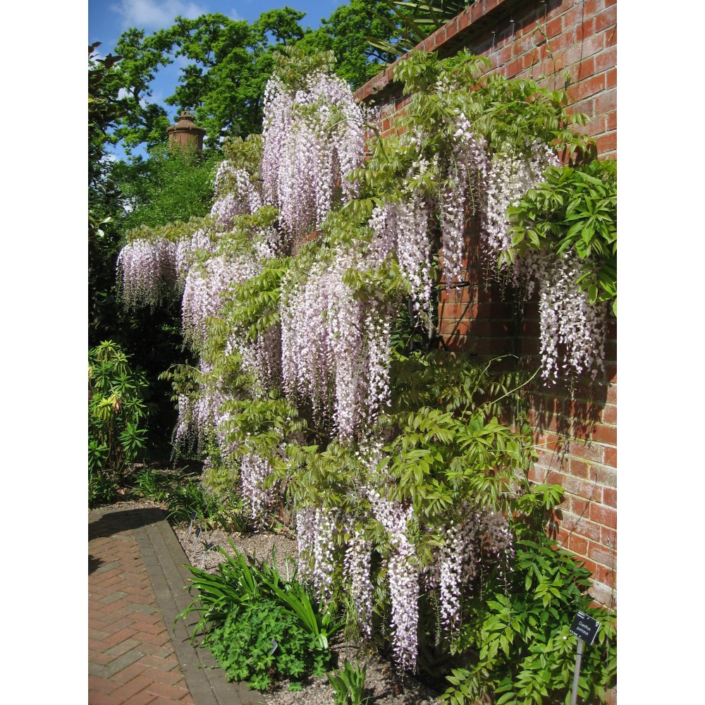 Cumpărați Wisteria floribunda Kuchi-beni la 305 MDL de la producător
