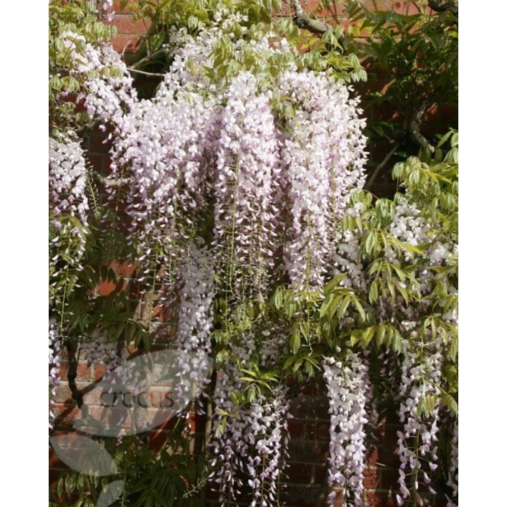 Cumpărați Wisteria floribunda Kuchi-beni la 305 MDL de la producător