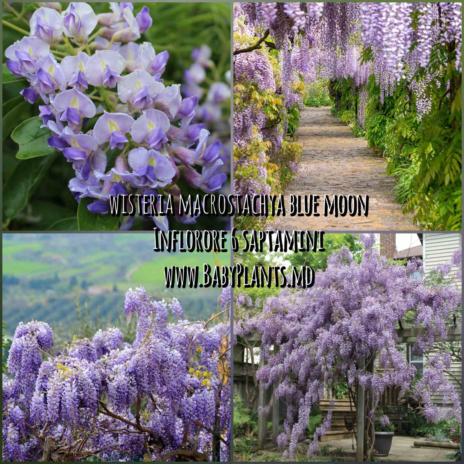 Cumpărați Wisteria macrostachya Blue Moon la 325 MDL de la producător