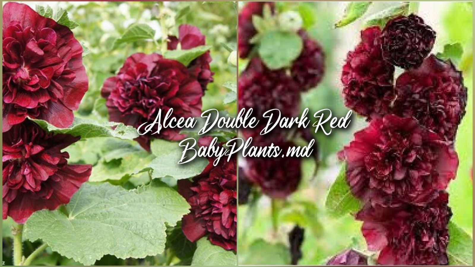 Cumpărați Alcea Double Alcea Dark Red la 78 MDL de la producător