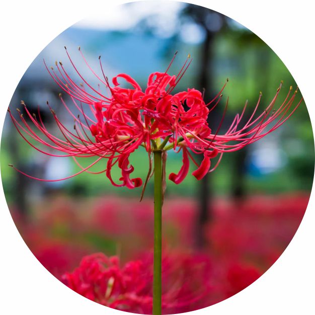 Lycoris